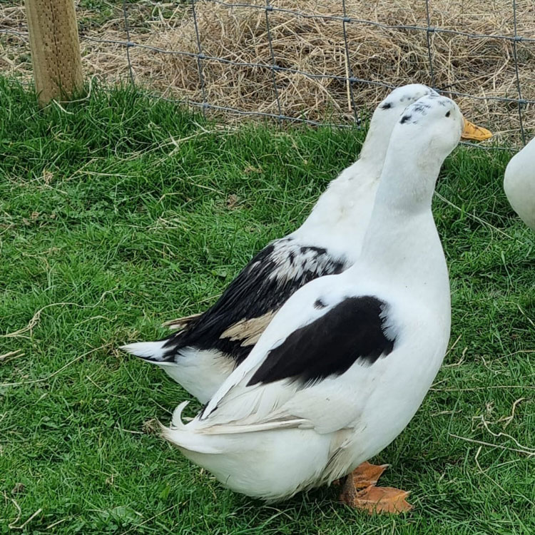 Ancona Duck | Chick Chicks