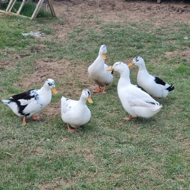 Ancona Duck | Chick Chicks