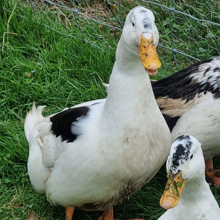 Ancona Duck | Chick Chicks