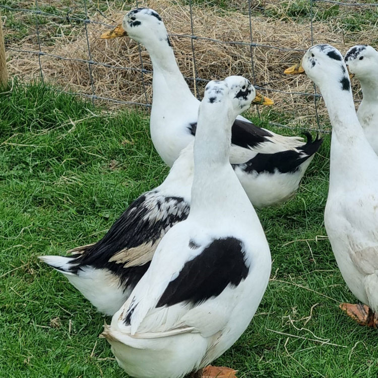 Ancona Duck | Chick Chicks