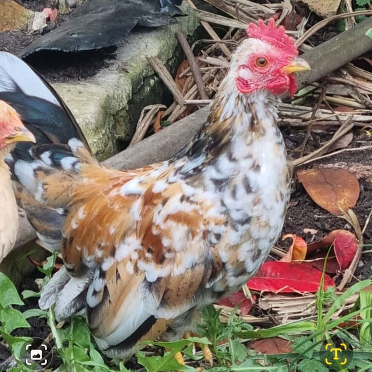 Serama | Chick Chicks