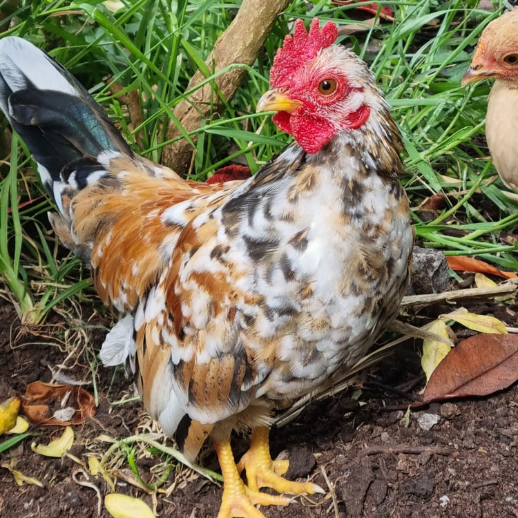 Serama | Chick Chicks