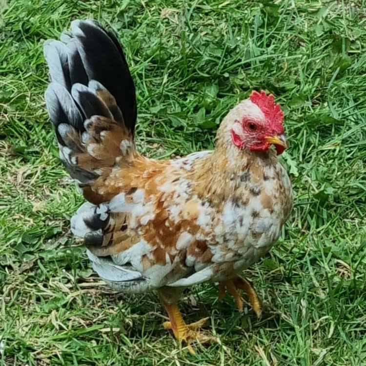 Serama | Chick Chicks